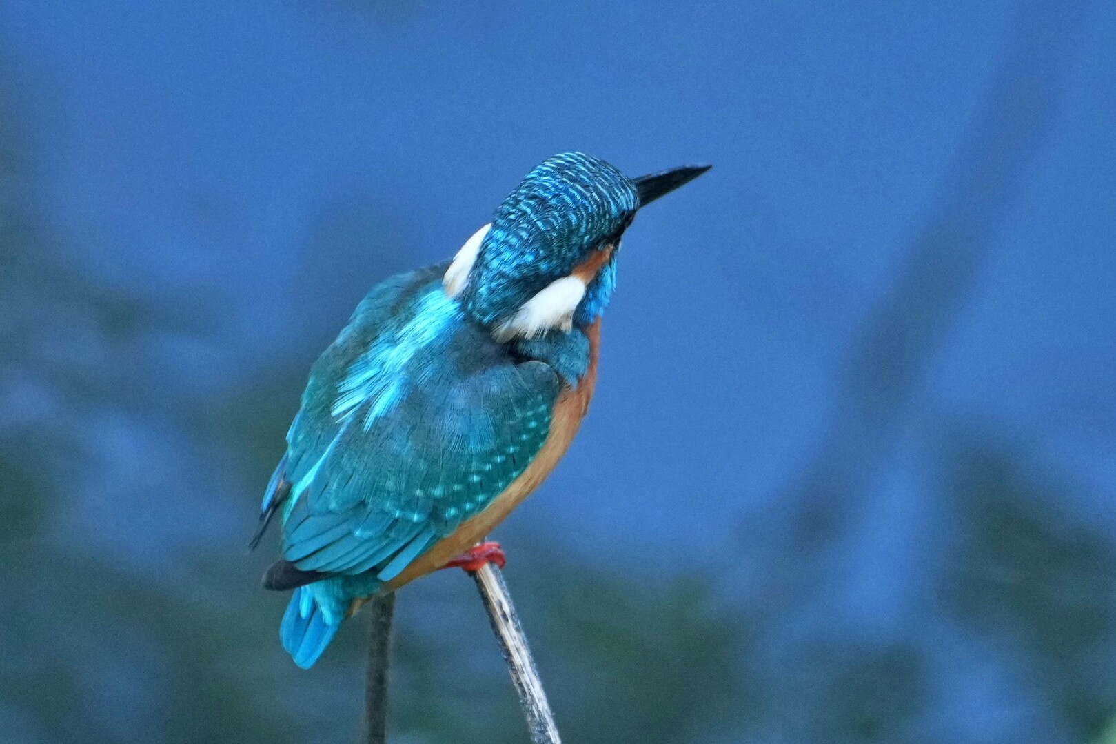 今日はまたまた川沿いの散歩📷 全く待... / アキチャン1491さんのモーメント | YAMAP / ヤマップ