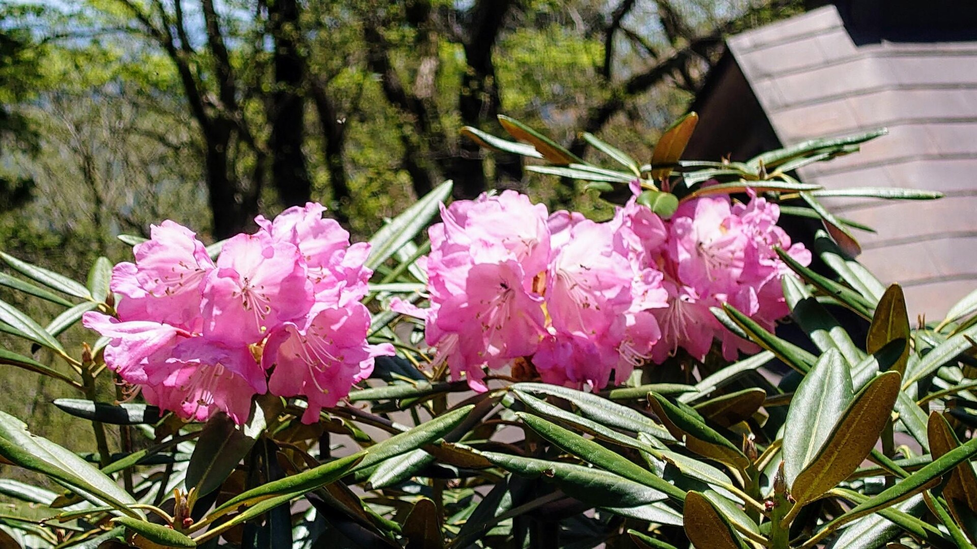 八溝山-2024-05-03 / G-DRAGONさんの八溝山・池ノ平の活動データ | YAMAP / ヤマップ