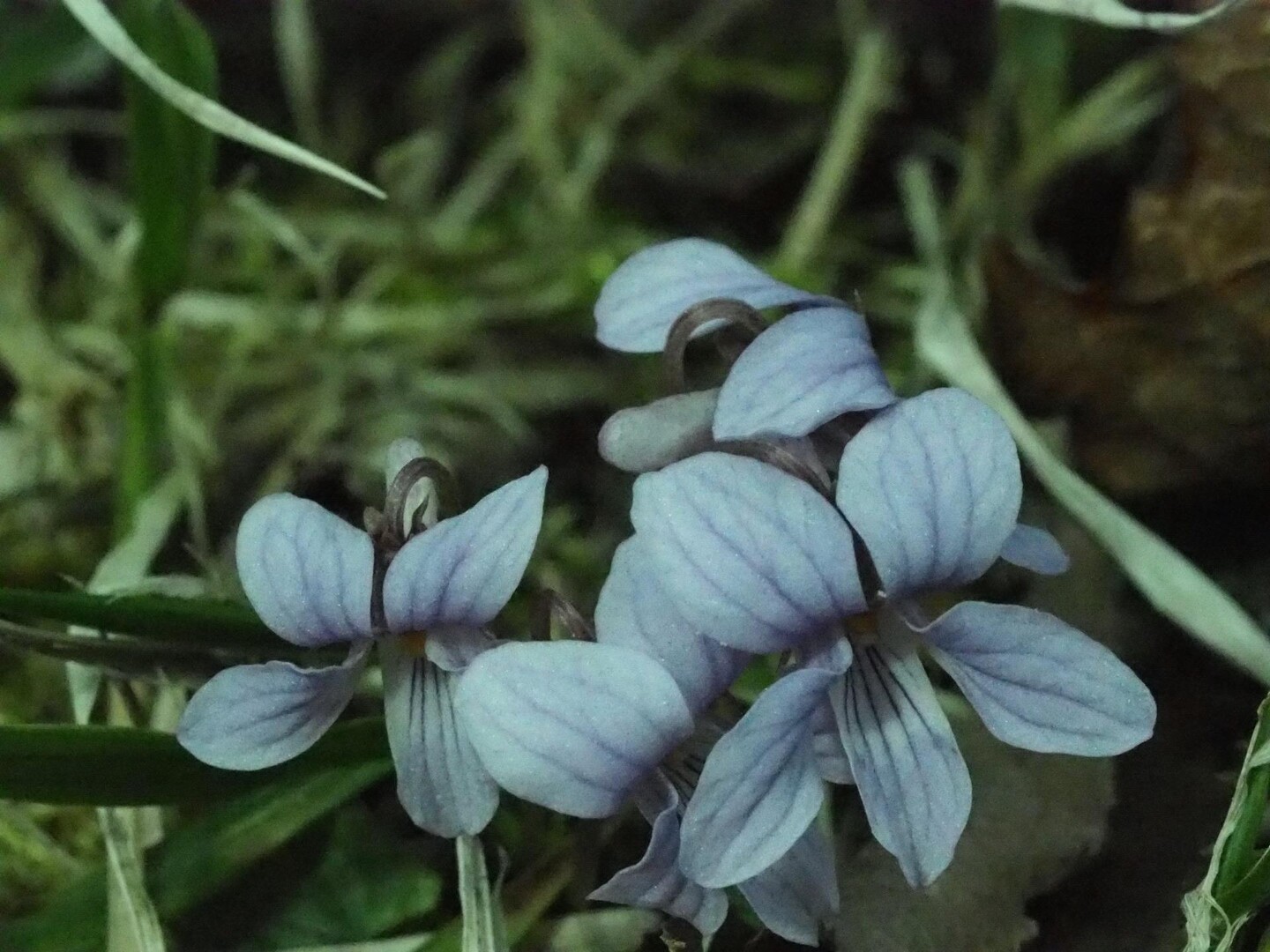 萩の里自然公園でお花撮り🌸🌸 / rucolaさんの白老町 の活動データ | YAMAP / ヤマップ