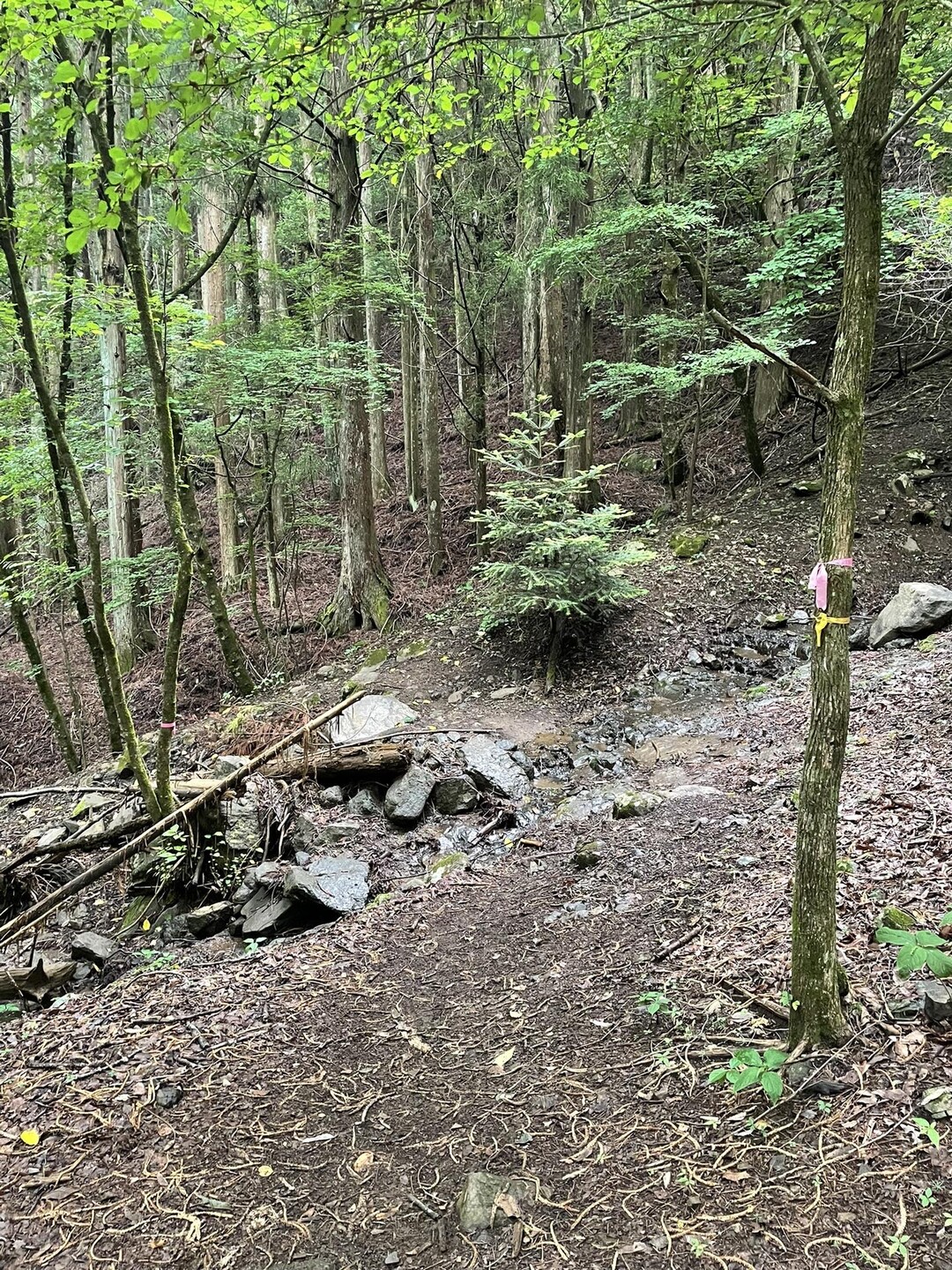 syo-taさんの投稿したフィールドメモ | YAMAP / ヤマップ