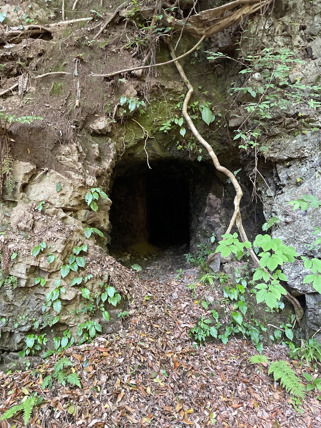 Marry🐾さんの投稿したフィールドメモ | YAMAP / ヤマップ