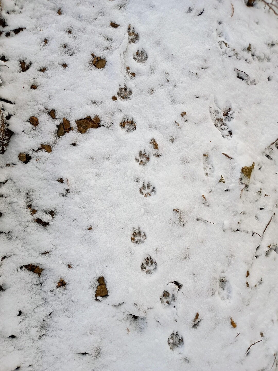 ️雪が舞う中、養老山〜多度山縦走 / Heart Goldさんの養老山・笙ヶ岳・三方山の活動データ | YAMAP / ヤマップ