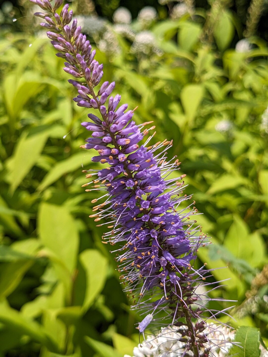 🦶🧚‍♀リハビリ ZK⇨MSK🚲 / ☆futa☆さんの東京都23区 西エリアの活動データ | YAMAP / ヤマップ