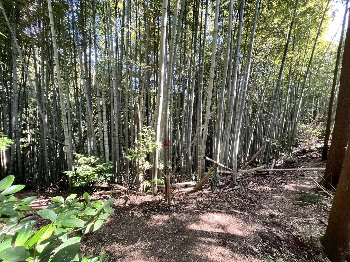 nekodakeさんの投稿したフィールドメモ | YAMAP / ヤマップ