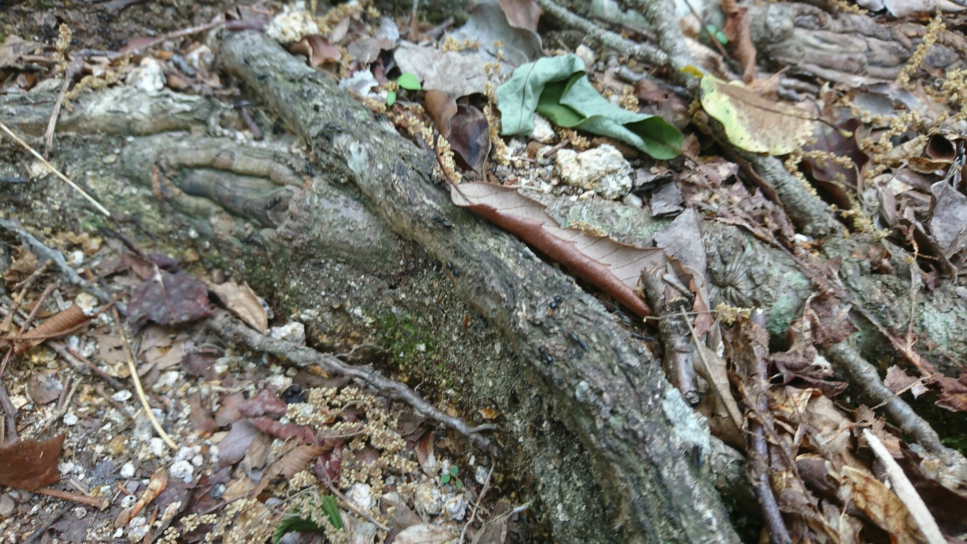 Takarazuka circle-2019-05-18 / kost_japさんの六甲山・長峰山・摩耶山の活動データ | YAMAP / ヤマップ