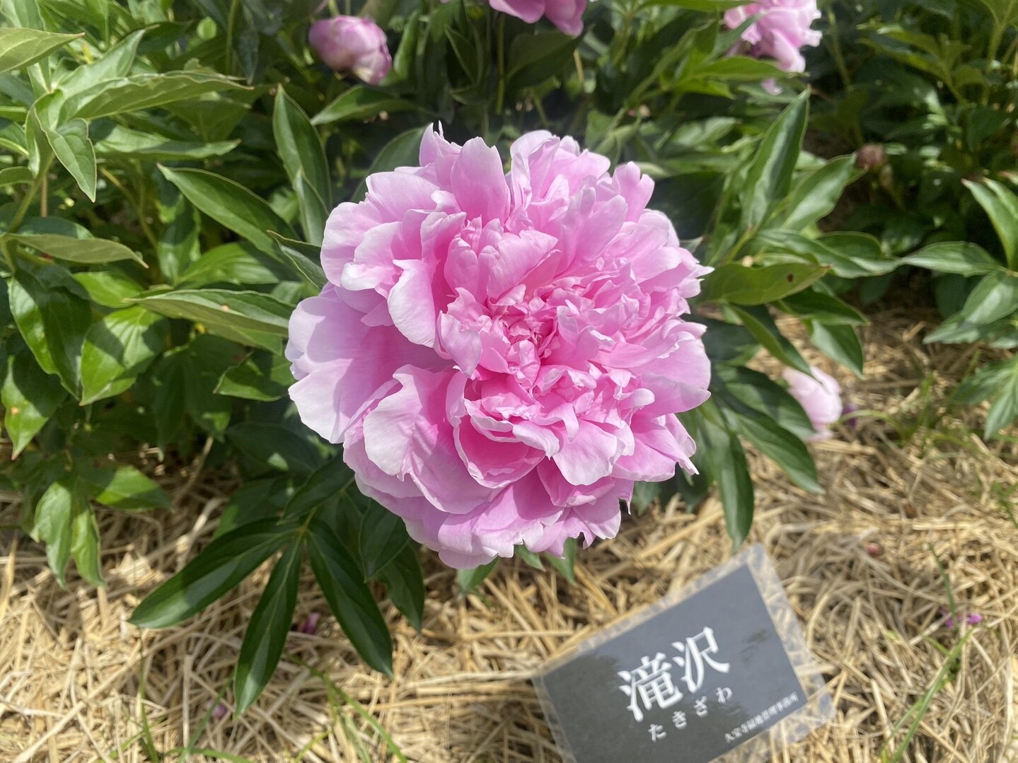 久宝寺緑地 / varaderoさんの生駒山・神津嶽・大原山の活動データ | YAMAP / ヤマップ