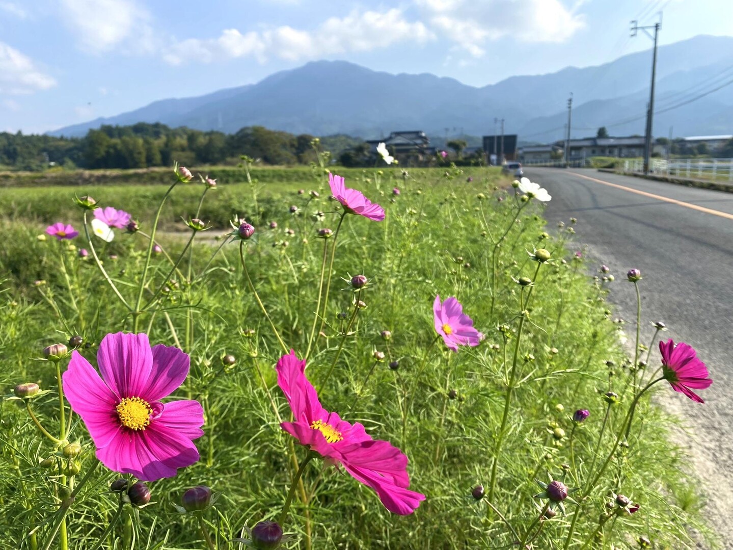 江川岳 / nobuさんの古処山・屏山・馬見山・江川岳の活動データ | YAMAP / ヤマップ