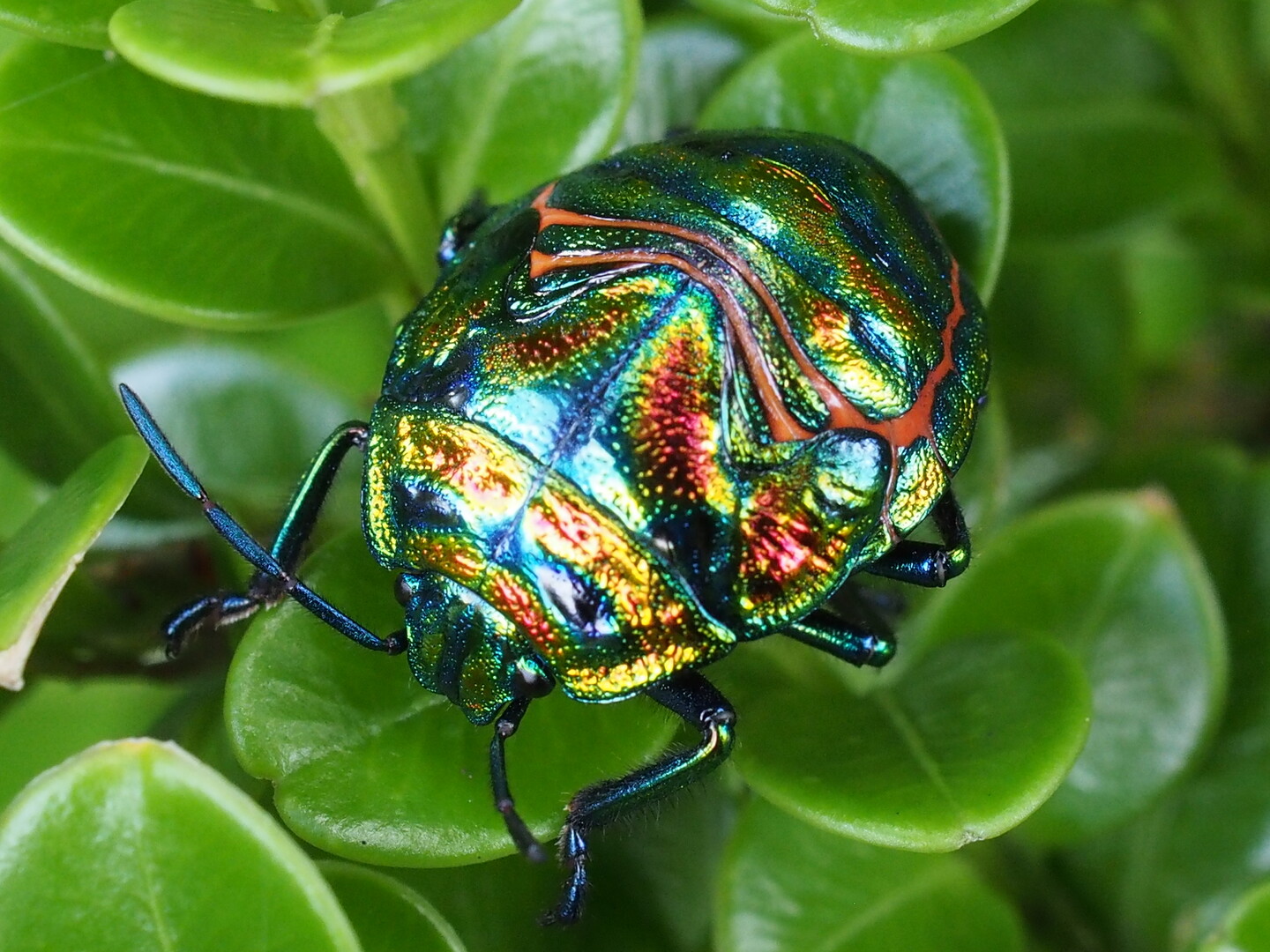 雨上がりの英彦山（中岳）をゆっくり花（虫）散策 / kojiさんの英彦山の活動データ | YAMAP / ヤマップ