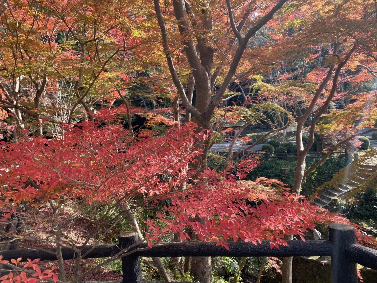 根来寺の紅葉🍁 そしてホットカフェラテ... / nob さんのモーメント | YAMAP / ヤマップ