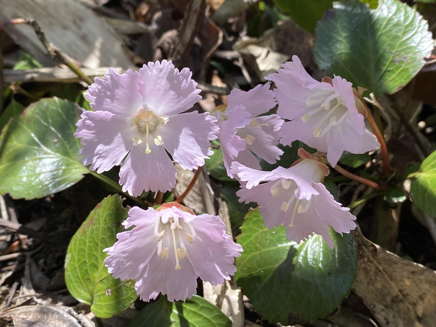 魚沼アルプス 時計回りで / nonpui(ノンプイ)さんの大力山・黒禿の頭・笠倉山の活動データ | YAMAP / ヤマップ