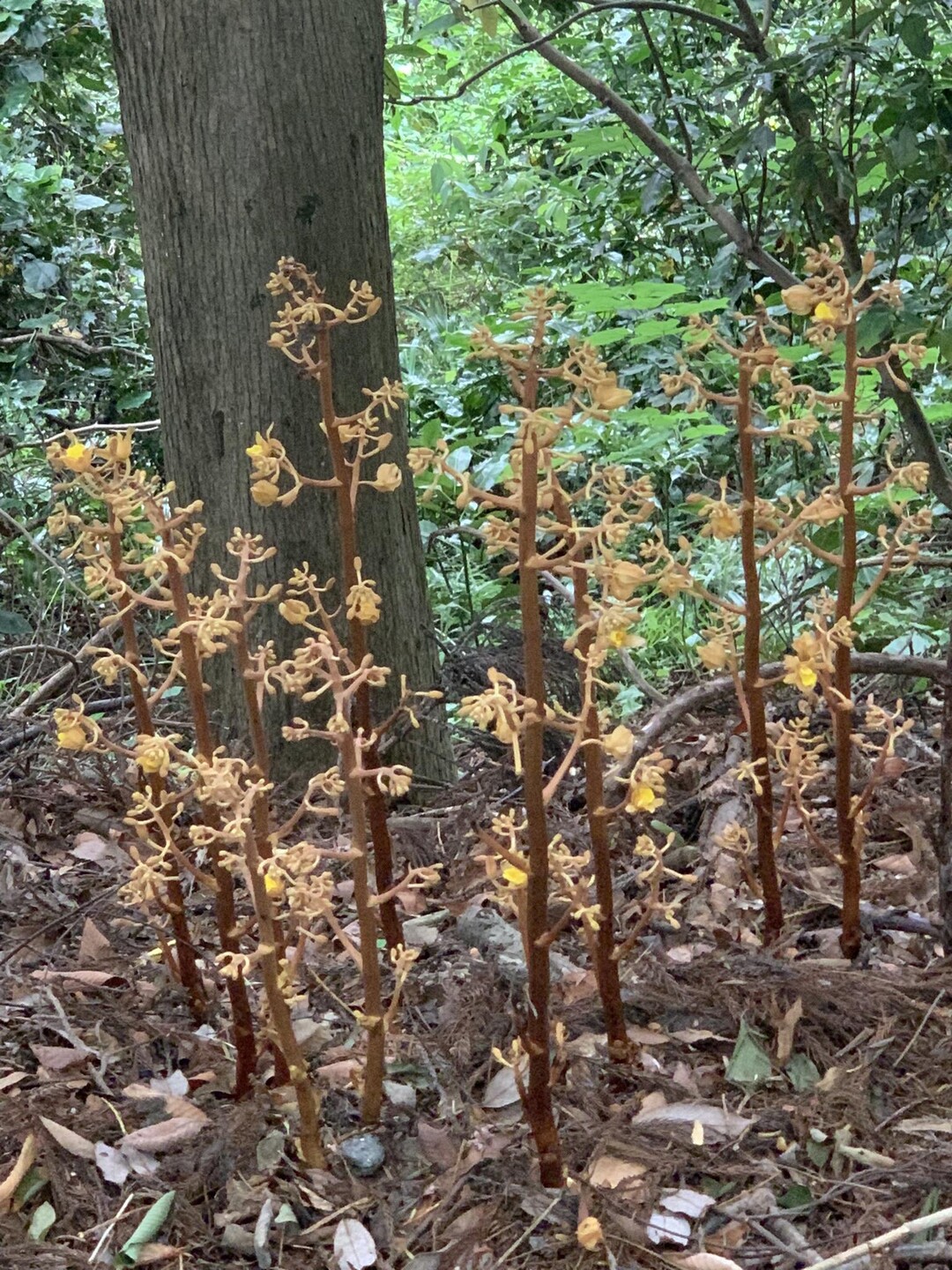 6/19 ホームとコクランの追いかけ ... / Atto-Rieさんのモーメント | YAMAP / ヤマップ