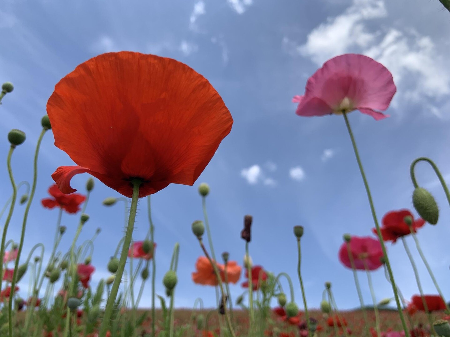 ポピーとパリー☺️ / akkoさんのモーメント | YAMAP / ヤマップ