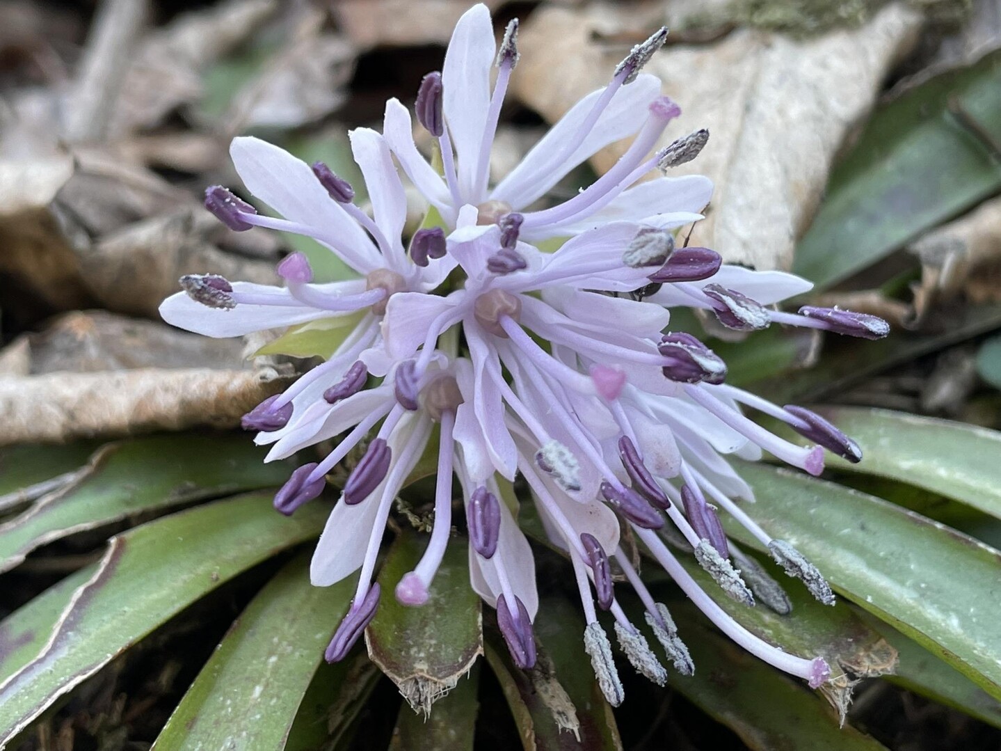 妻戸山・弥彦山 / kaizaさんの弥彦山・多宝山・雨乞山の活動データ | YAMAP / ヤマップ