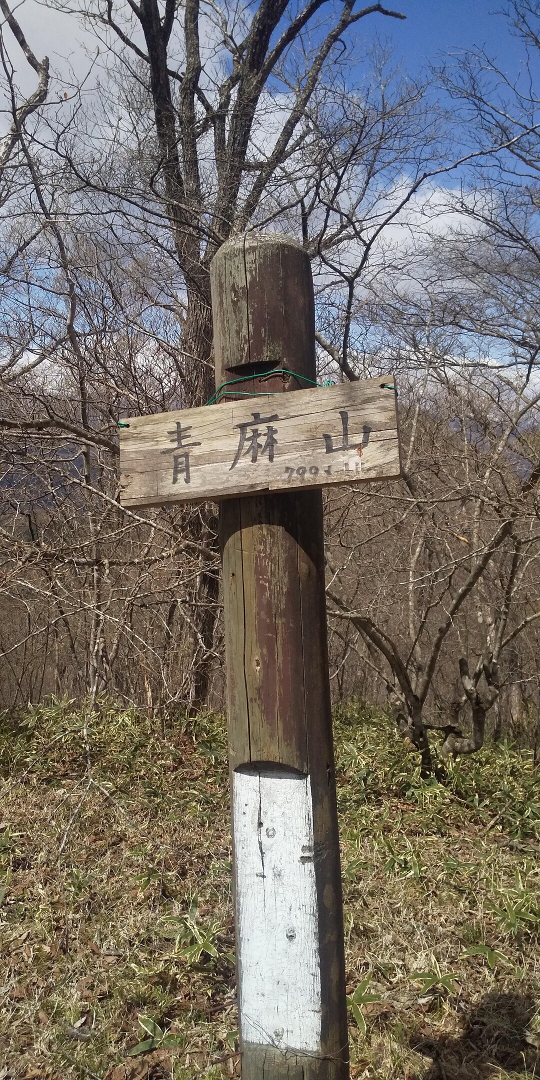 青麻山 ミドリのニリンソウ / mokoさんの青麻山の活動データ | YAMAP / ヤマップ