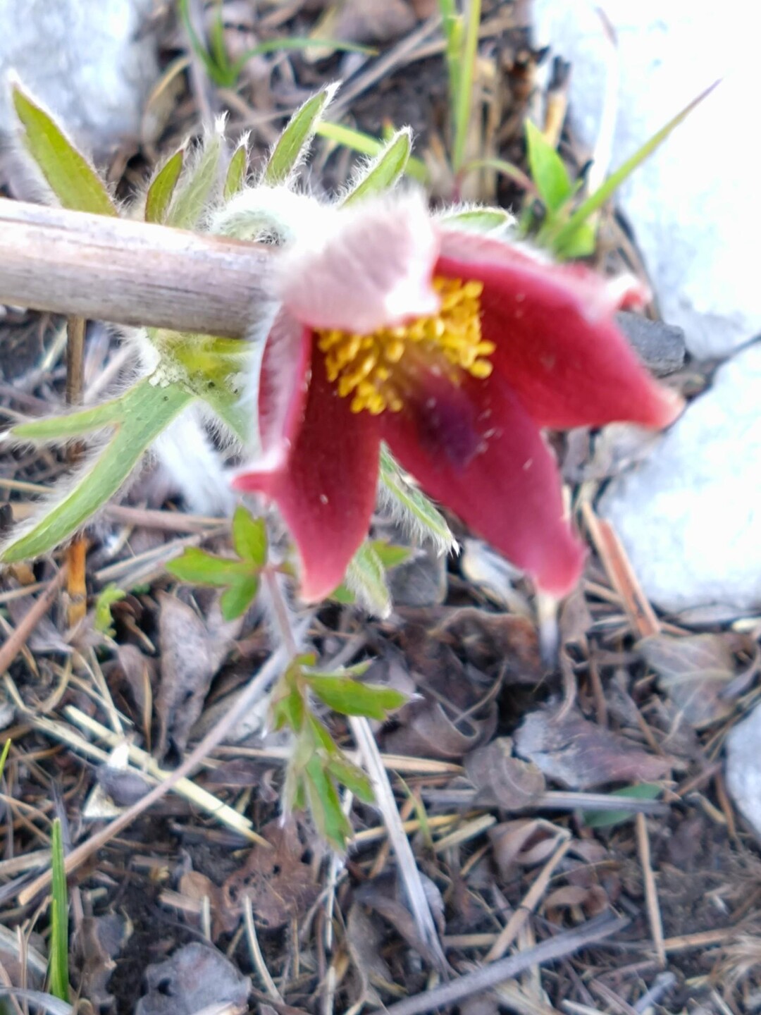 小剣山・剣山 / MS-DESさんの秋吉台の活動データ | YAMAP / ヤマップ