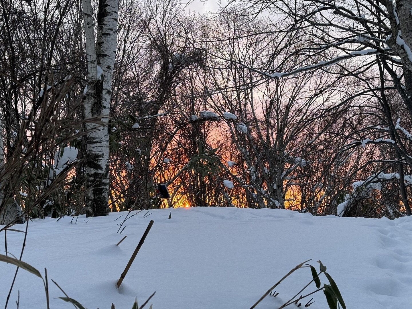 焼山 / dadswebさんの白旗山の活動データ | YAMAP / ヤマップ