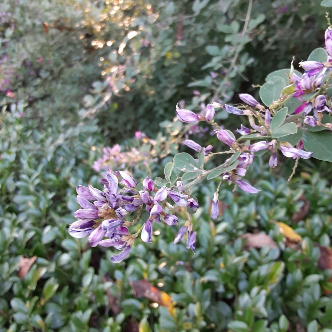 秋のカタクリ山 / Kyuri_EXさんの高尾山・陣馬山・景信山の活動データ | YAMAP / ヤマップ