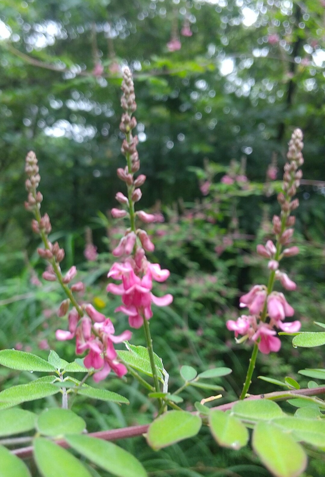 コマツナギ(トウコマツナギ) / トニーさんのモーメント | YAMAP / ヤマップ