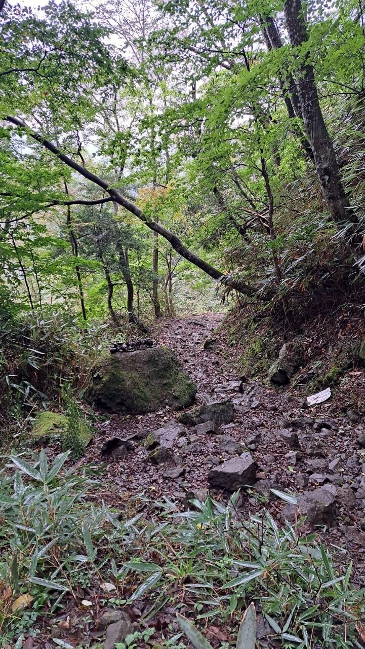 金時山・長尾山 / y_onoさんの金時山・明神ヶ岳の活動データ | YAMAP / ヤマップ