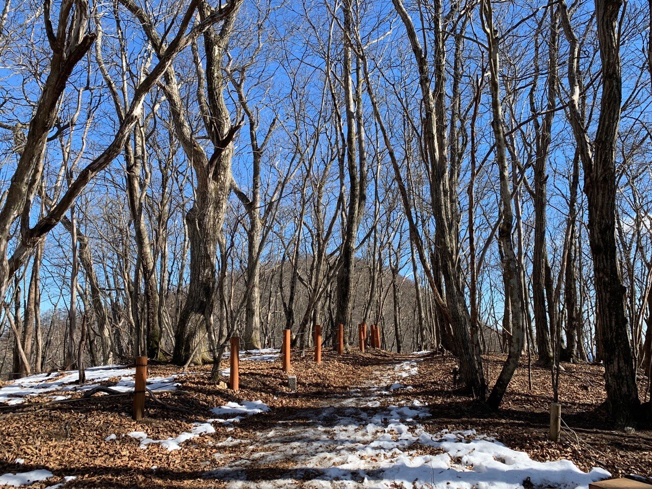 天神山・水窪山西峰・水窪山・ソーヤノ丸デッコ・惣岳山・御前山 / horiさんの大岳山・御岳山・御前山の活動データ | YAMAP / ヤマップ