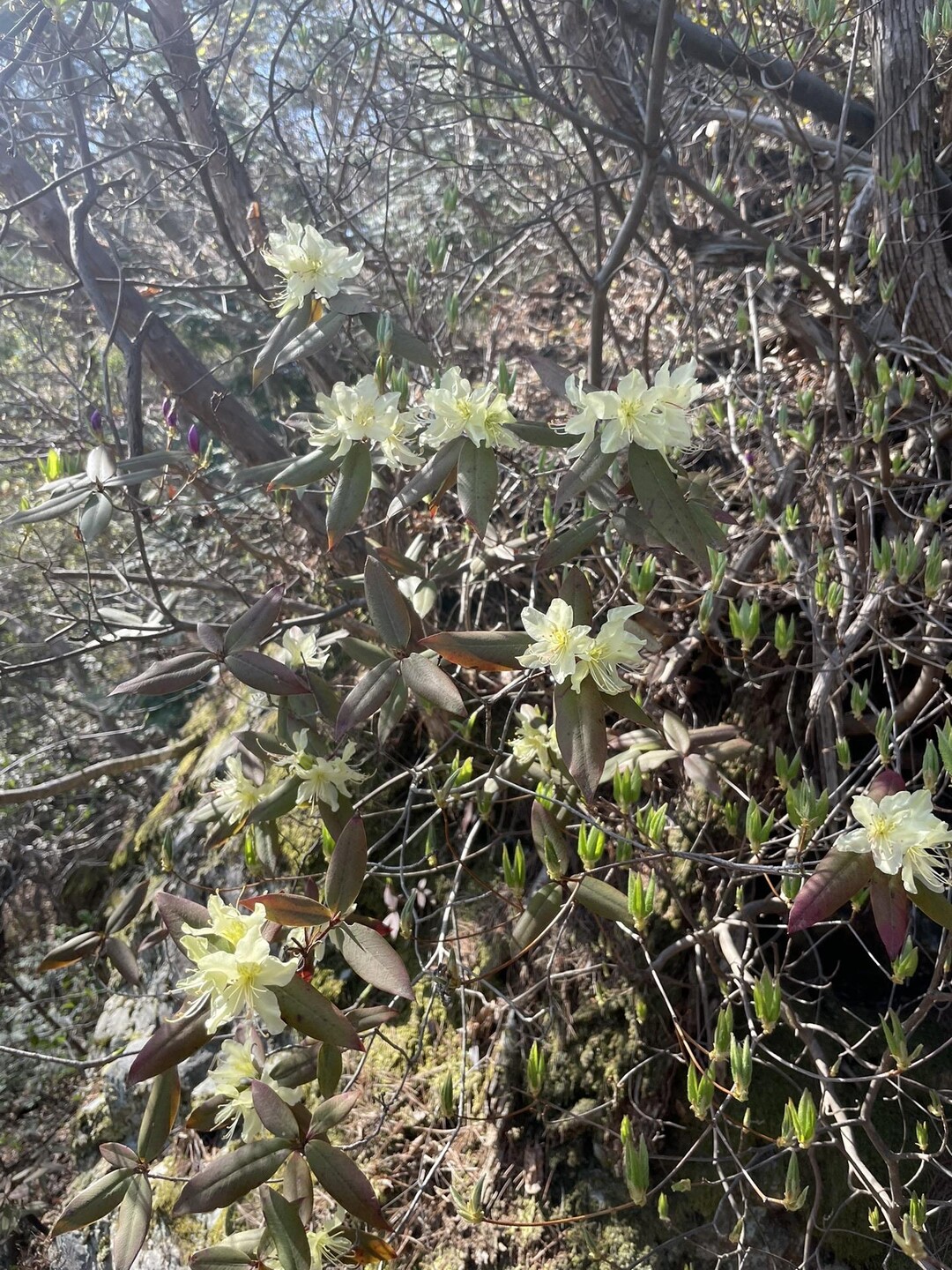 540P・斑根石山・古賀志山 / akinoasagaoさんの古賀志山・赤岩山・鞍掛山・男抱山・半蔵山の活動データ | YAMAP / ヤマップ