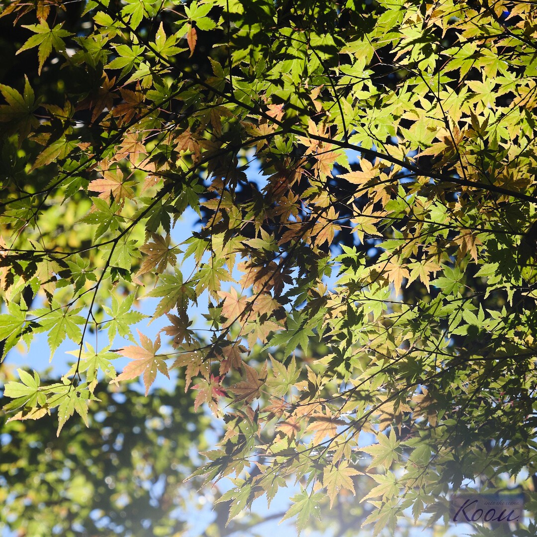 巣雲山のんびりhike / Koou.さんの巣雲山の活動データ | YAMAP / ヤマップ