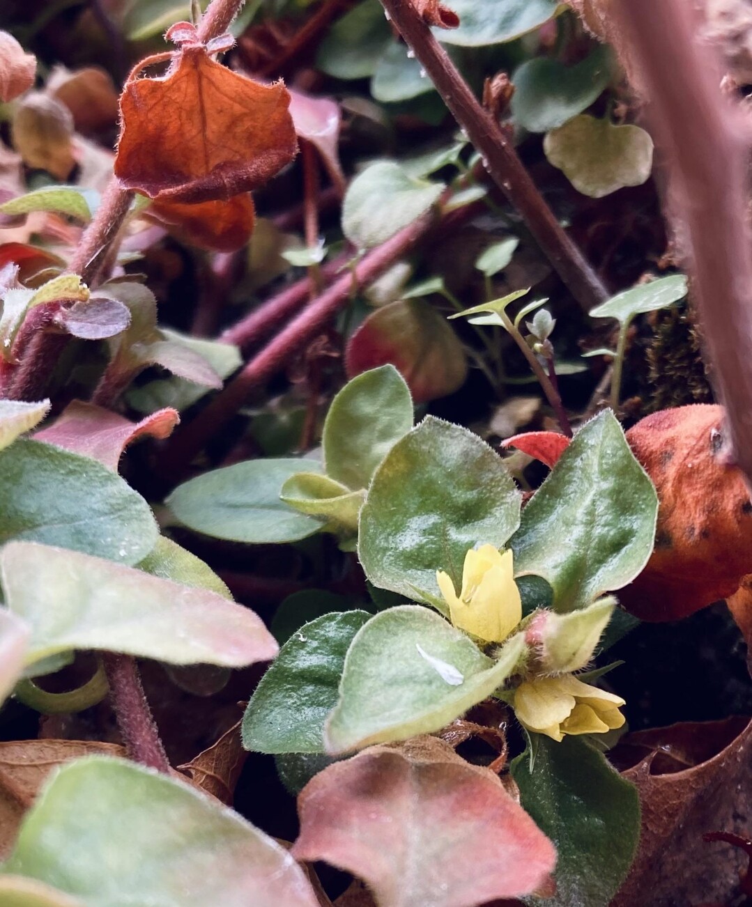 まだ二月なのに・・・ コナスビが小さな花... / wara2さんのモーメント | YAMAP / ヤマップ