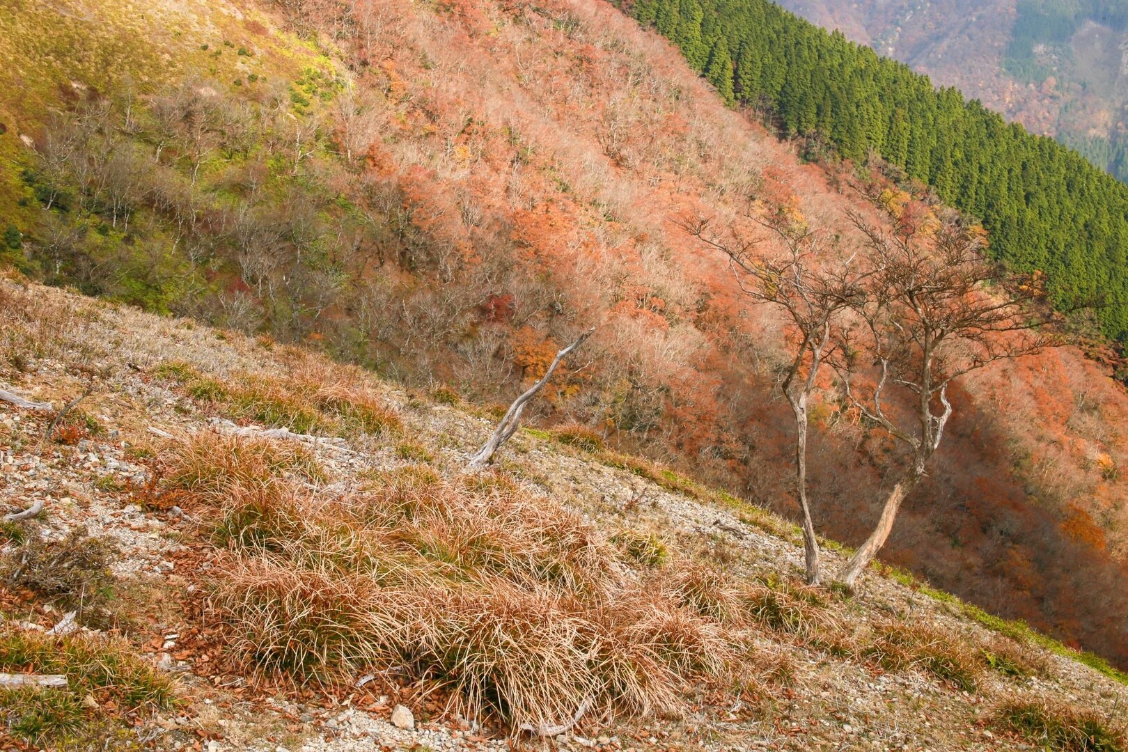 綿向山 / けんたろさんの綿向山の活動データ | YAMAP / ヤマップ