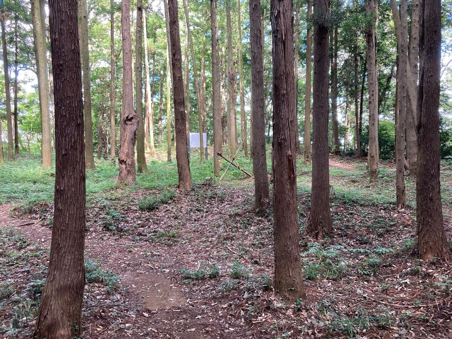 taoさんの投稿したフィールドメモ | YAMAP / ヤマップ