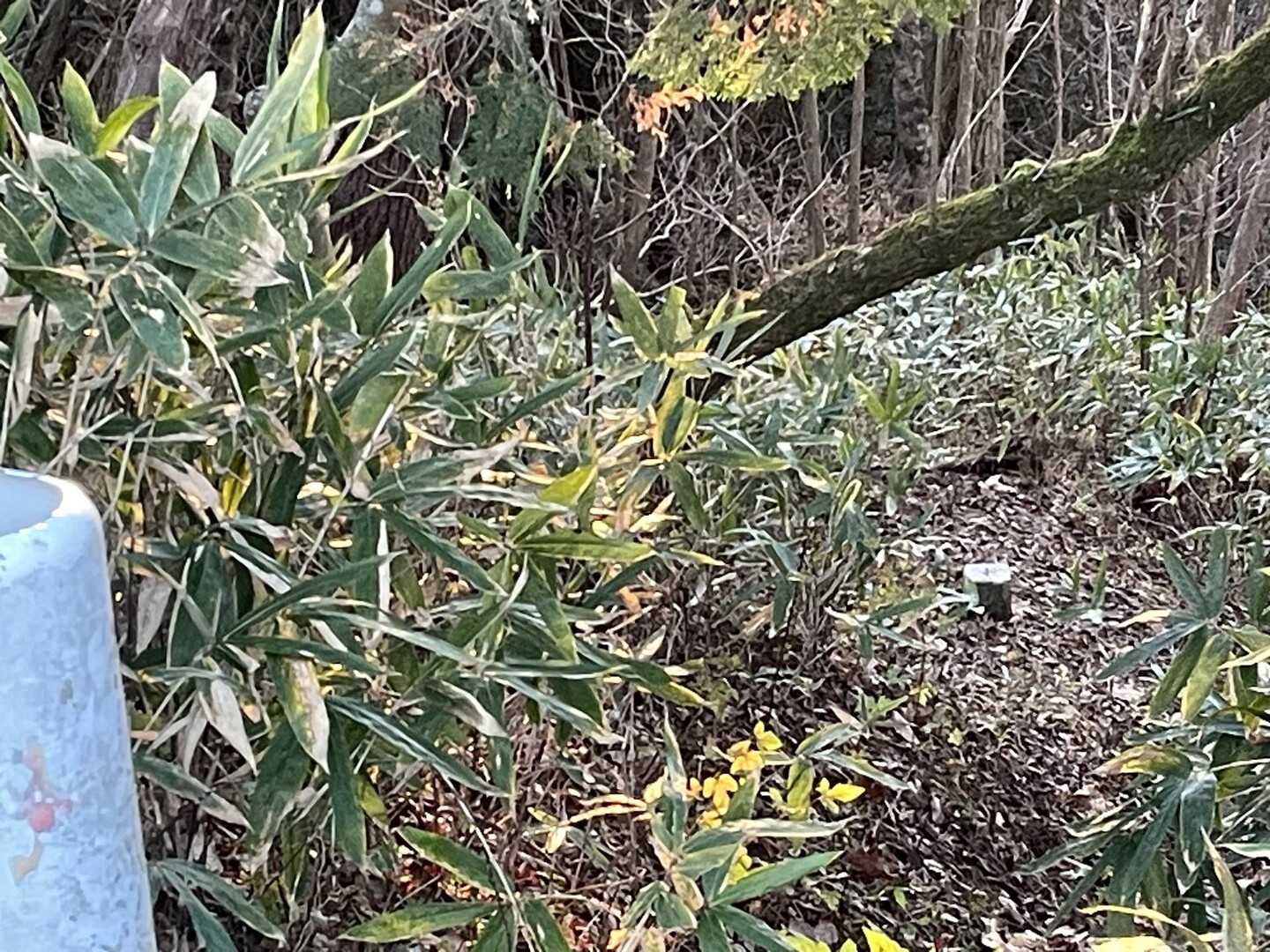 三鈷室山 / tana_shuさんの三鈷室山の活動データ | YAMAP / ヤマップ