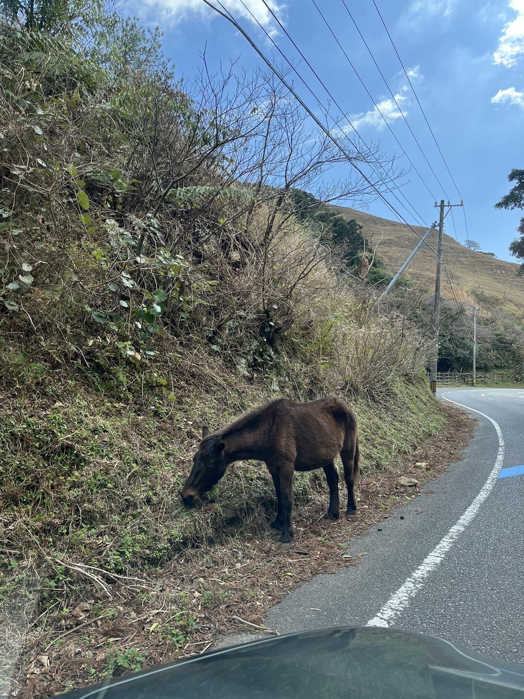 【九州百名山64座目】都井岬の扇山 / KAORI🍁さんの扇山の活動データ | YAMAP / ヤマップ