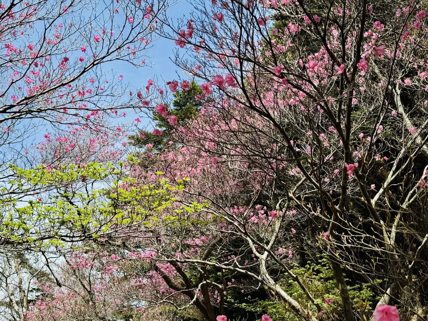 春は曙part Ⅱ🌸傾山（三ツ尾〜三ツ坊主ルート） / Red-RAV4💫さんの傾山の活動データ | YAMAP / ヤマップ