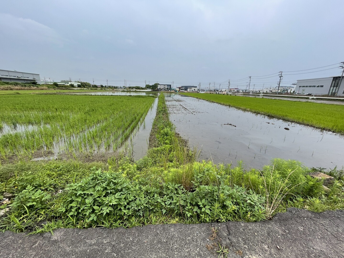 いままで、消毒時期を揃える必要から、田植... / osamさんのモーメント | YAMAP / ヤマップ