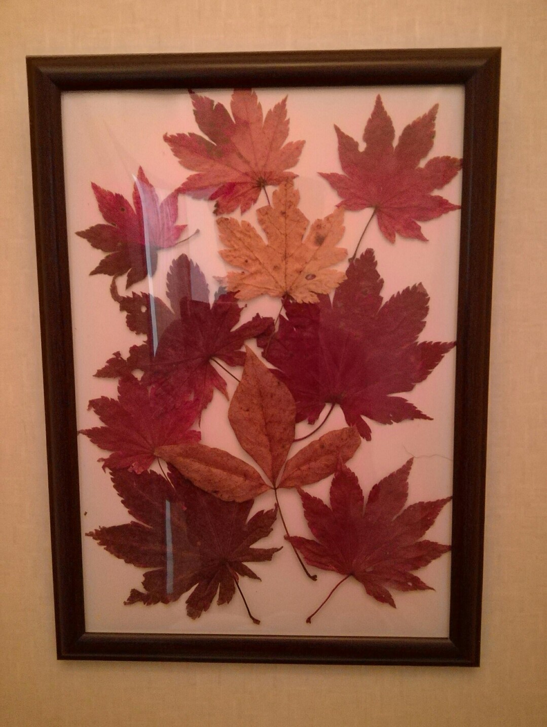 今年のお山遊びで 拾った秋を飾ってみた ... / 林のｸﾏkinさんのモーメント | YAMAP / ヤマップ