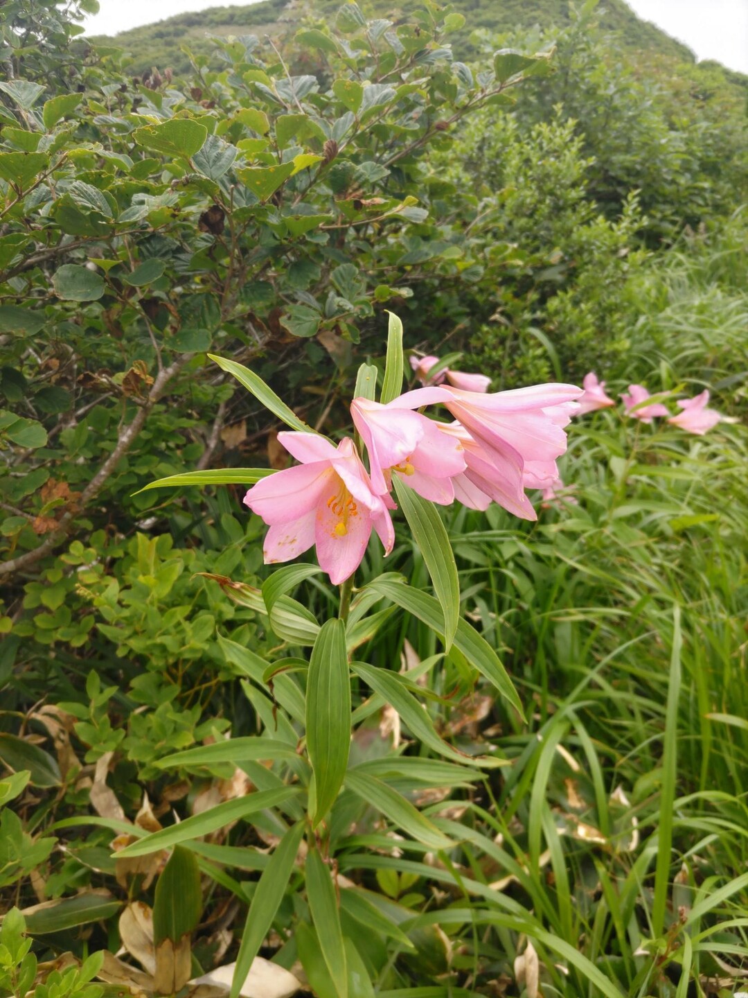 浅草岳 ネズモチ平〜桜ゾネ広場 周回コース（時計回り） / tamuさんの浅草岳・鬼ヶ面山の活動データ | YAMAP / ヤマップ