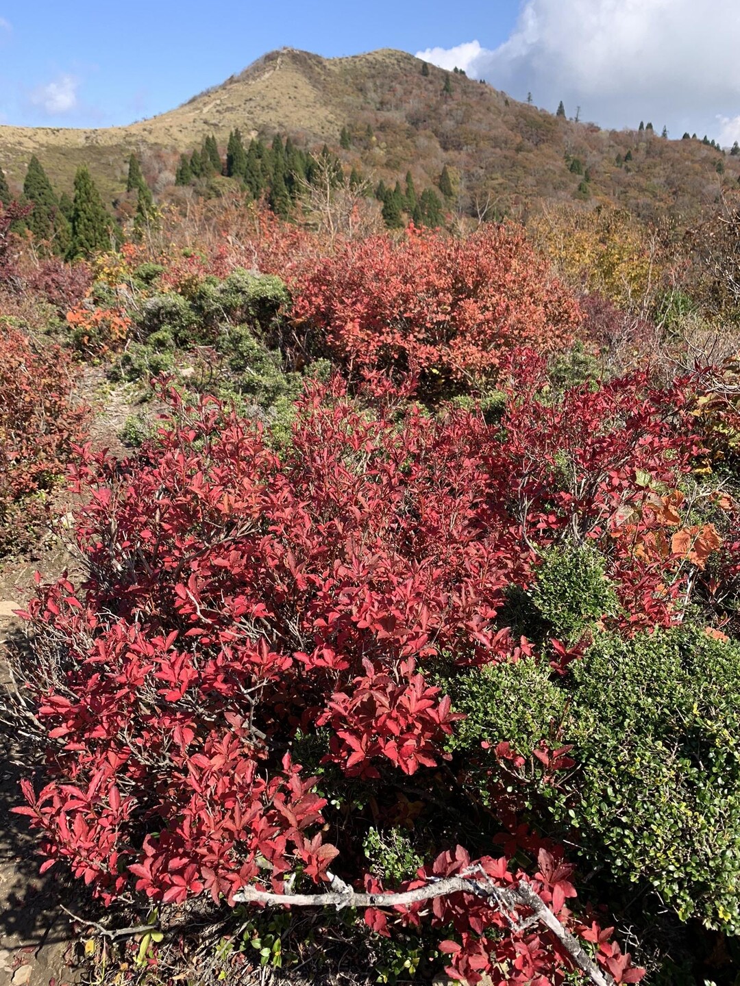 紅葉🍁パラダイスな 御殿山・武奈ヶ岳 / Raraさんの比良山地・武奈ヶ岳・釈迦岳の活動データ | YAMAP / ヤマップ