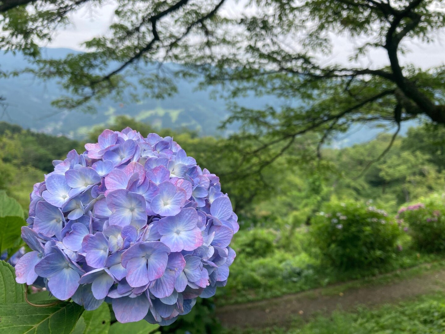 簑山 / rumixさんの簑山の活動データ | YAMAP / ヤマップ