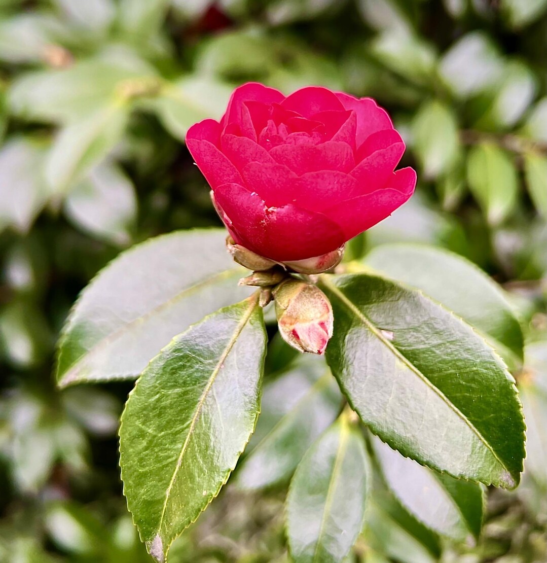 蕾の開き始め💕 この瞬間が一番美しかっ... / Rさんのモーメント | YAMAP / ヤマップ