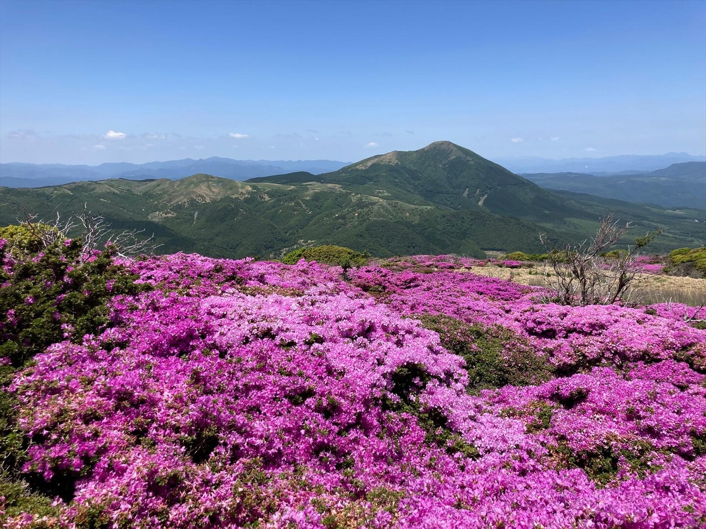 大崩ノ辻🌸知らなかった楽園 / rikoさんの九重山（久住山）・大船山・星生山の活動日記 | YAMAP / ヤマップ