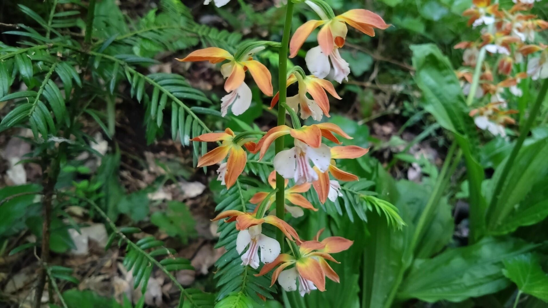 エビネたち＠江舟岳のふもと / ちーこさんの江舟岳・塔の岩の活動データ | YAMAP / ヤマップ