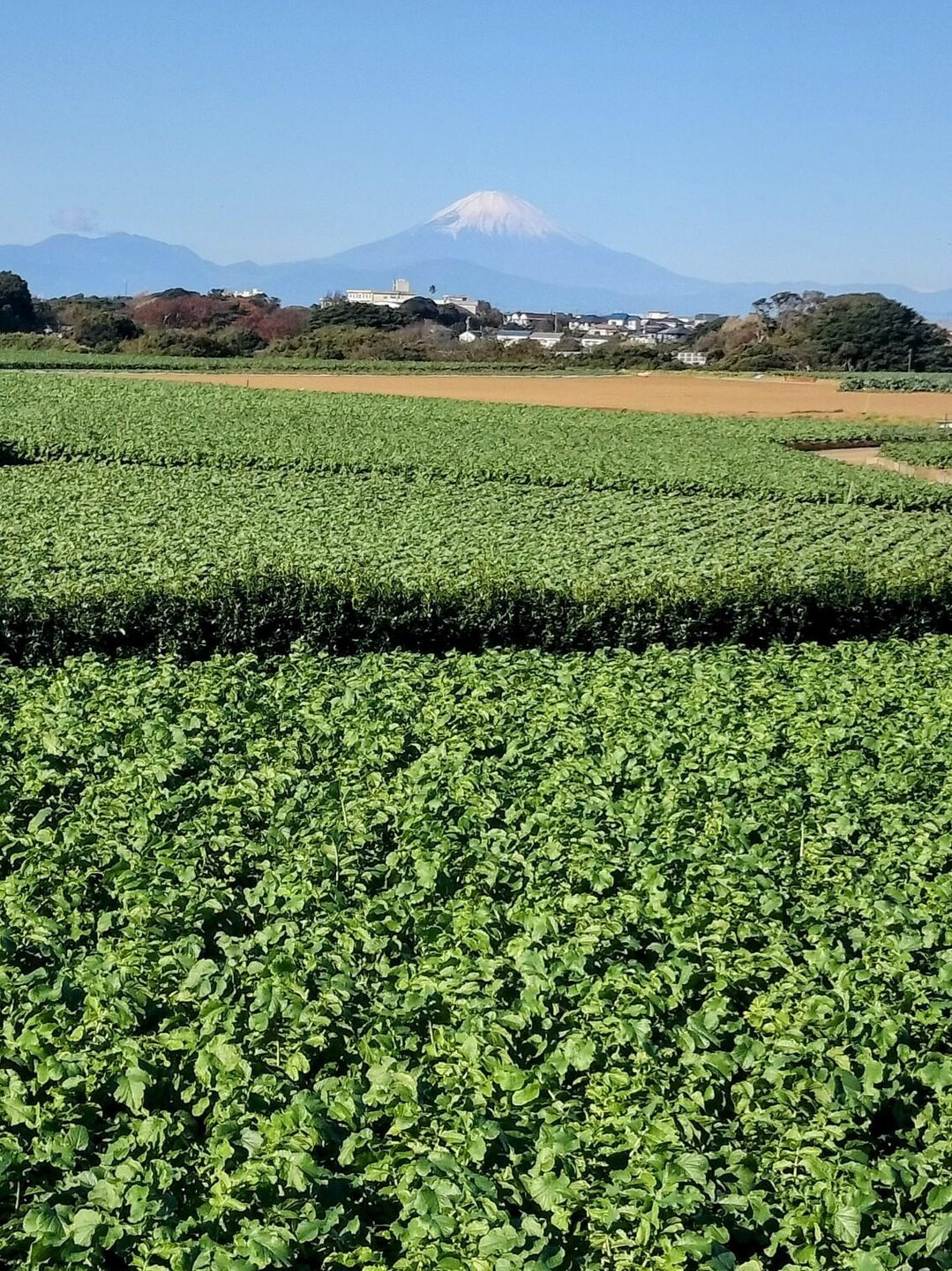 🌊三浦岩礁の道🌅ハーフVer.🐟🦀😺 / こもれびすきーさんの三浦市・関東ふれあいの道（三浦・岩礁のみち, 油壺・入江のみち, 荒崎・潮騒のみち, 小網代の森）の活動データ | YAMAP ...