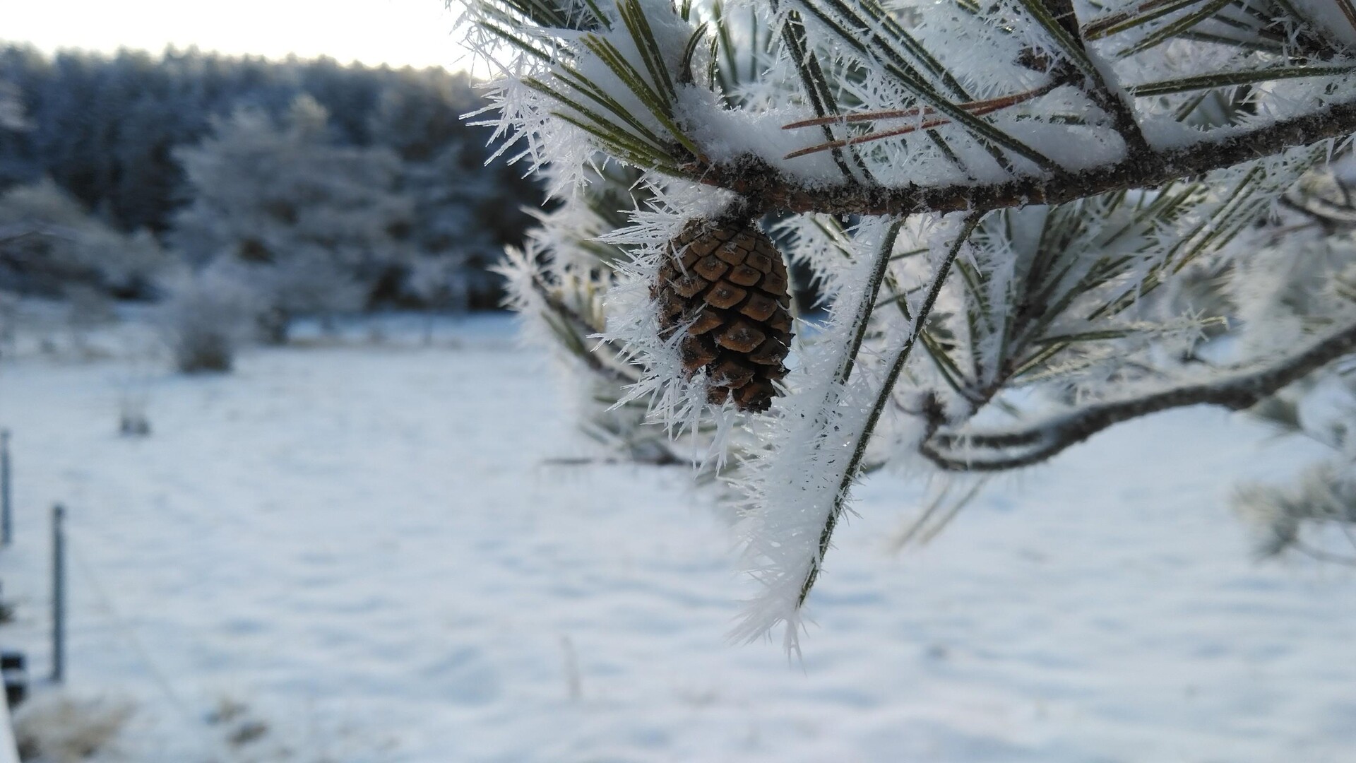 積雪確認で屏風山へ / fiat124としさんの屏風山の活動日記 | YAMAP / ヤマップ