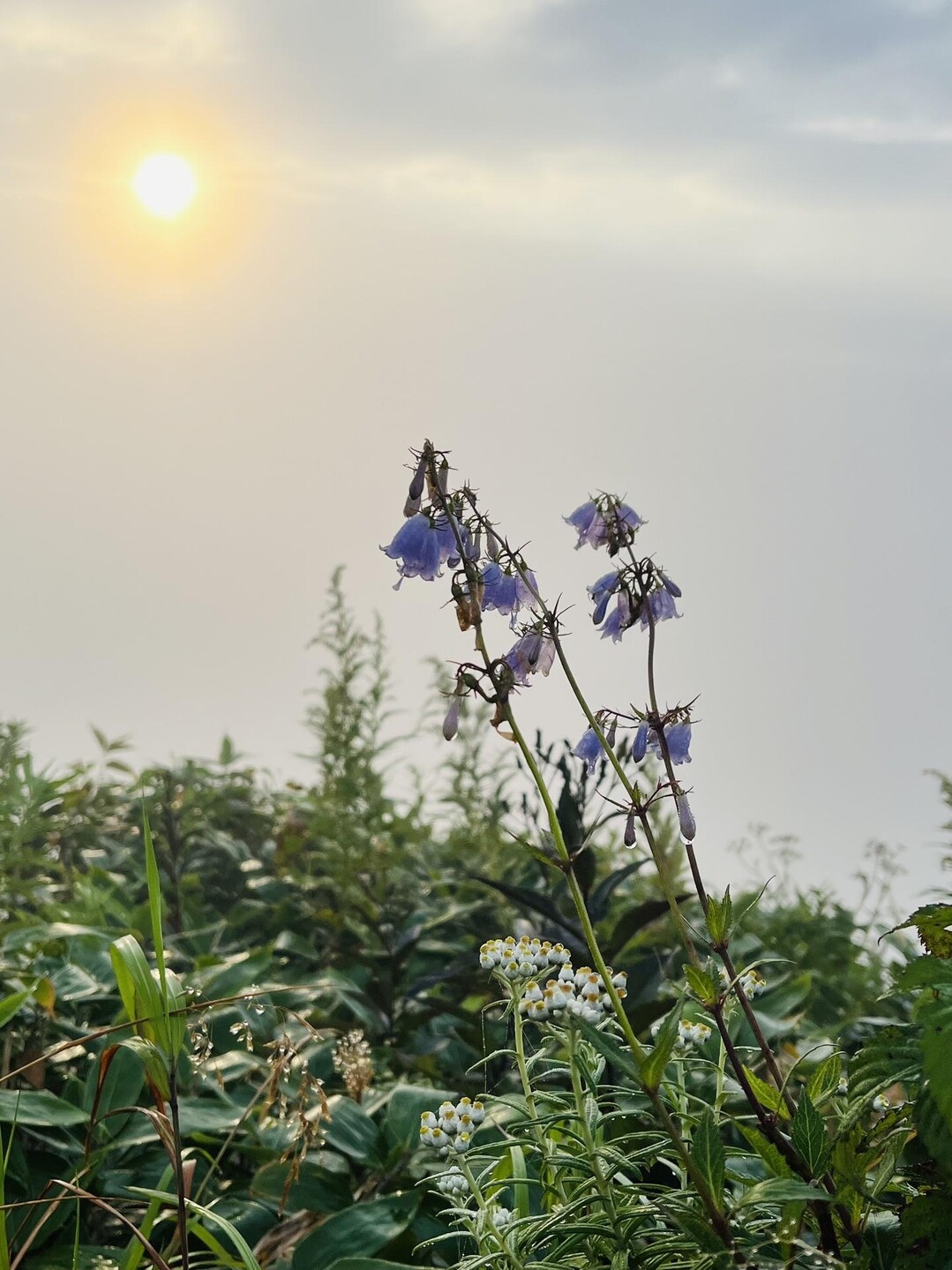 熊穴沢ノ頭・谷川岳（トマの耳）・谷川岳（オキノ耳） / ninoさんの谷川岳・七ツ小屋山・大源太山の活動データ | YAMAP / ヤマップ