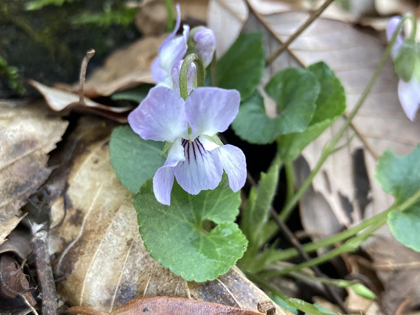 筑波山に、春の花の様子見に。 カタクリは... / yamatubakiさんのモーメント | YAMAP / ヤマップ