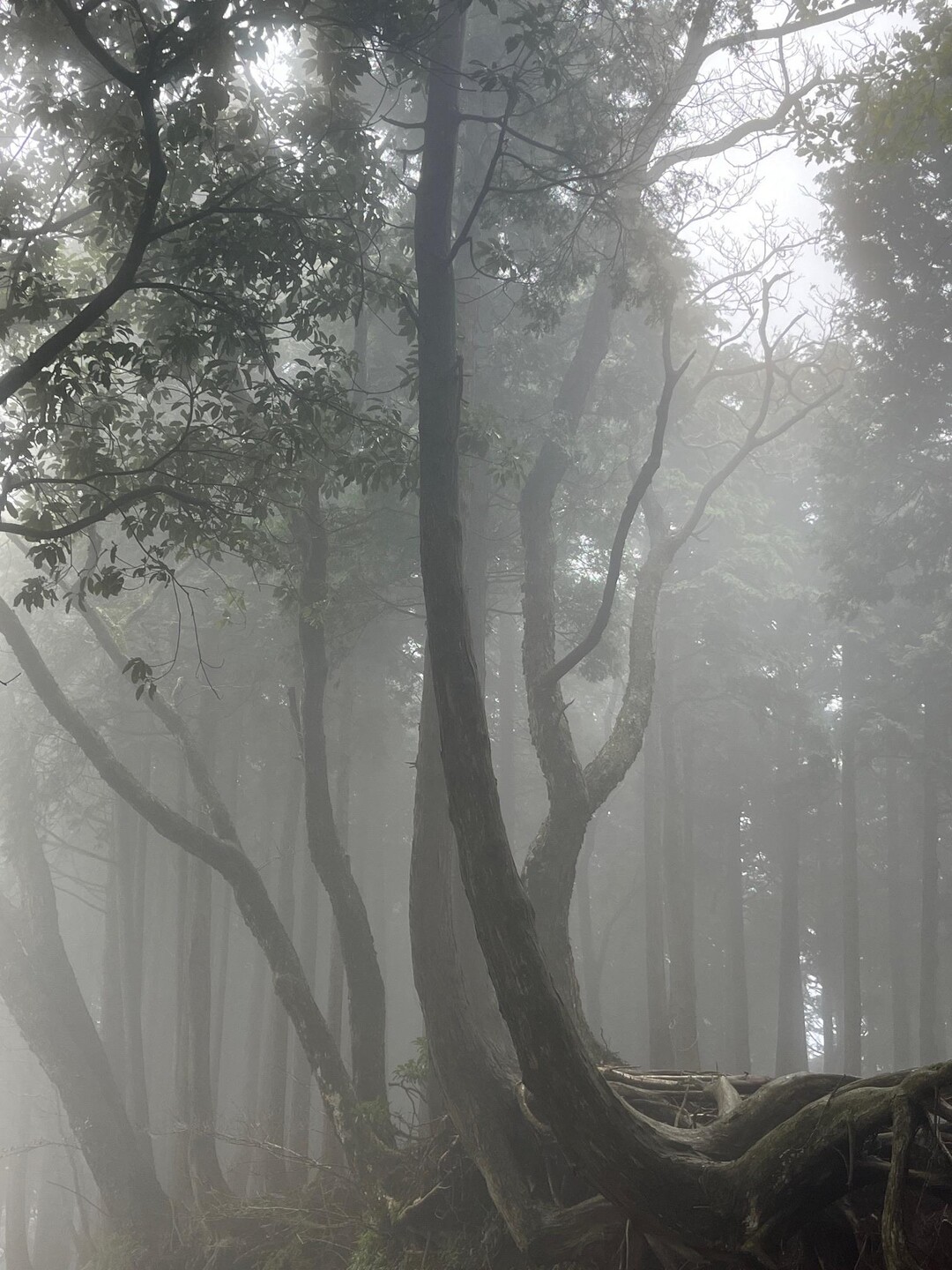 大山 / しのぶさんの大山の活動データ | YAMAP / ヤマップ