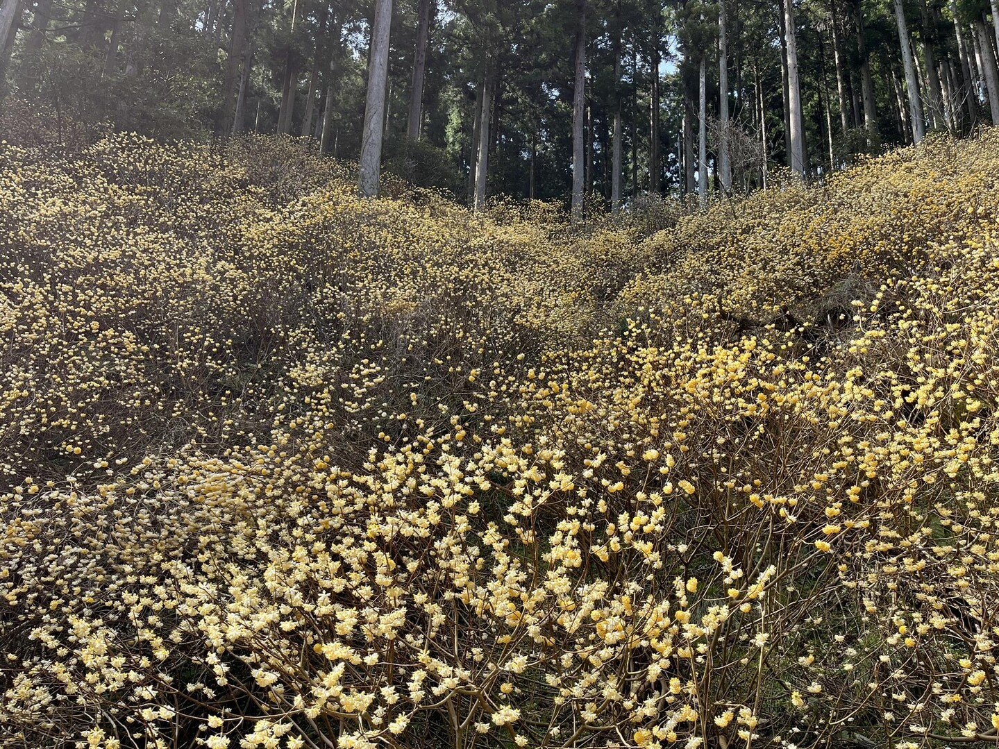 R6.3.30 多賀のミツマタは真っ盛り... / オレンジリボンさんのモーメント | YAMAP / ヤマップ