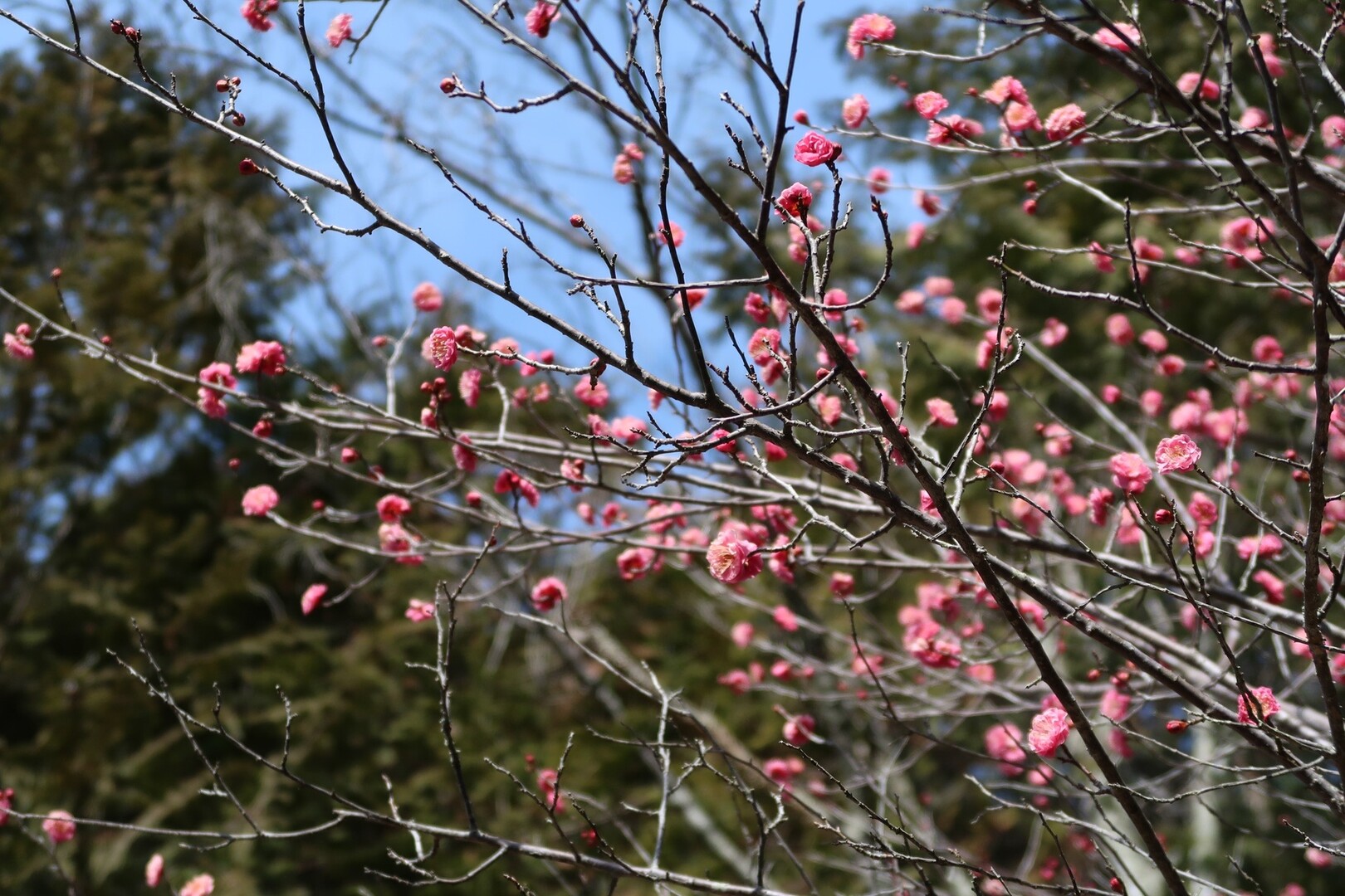 五井山・宮路山 / Jonathanさんの五井山・宮路山・御堂山の活動データ | YAMAP / ヤマップ