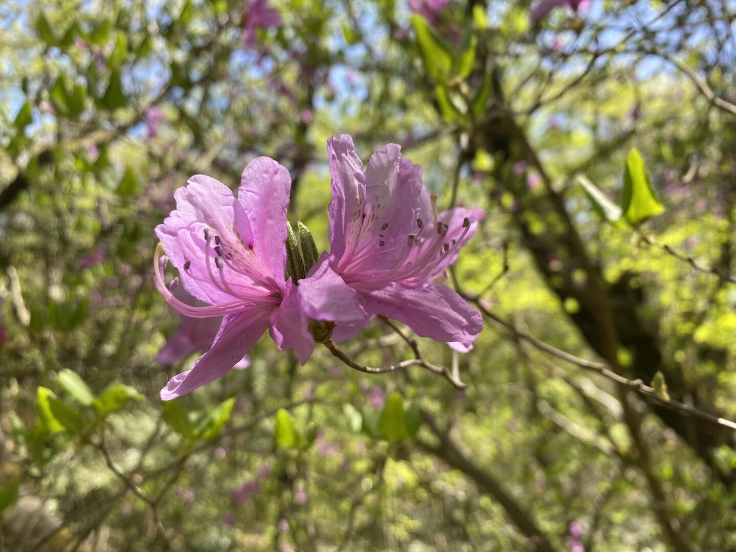 石谷山・九千部山 / HIRO-Gさんの九千部山・石谷山の活動データ | YAMAP / ヤマップ