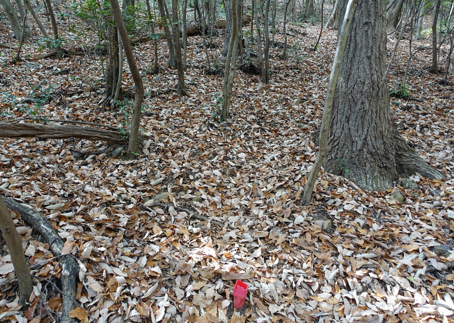 wtaxus わたくさすさんの投稿したフィールドメモ | YAMAP / ヤマップ