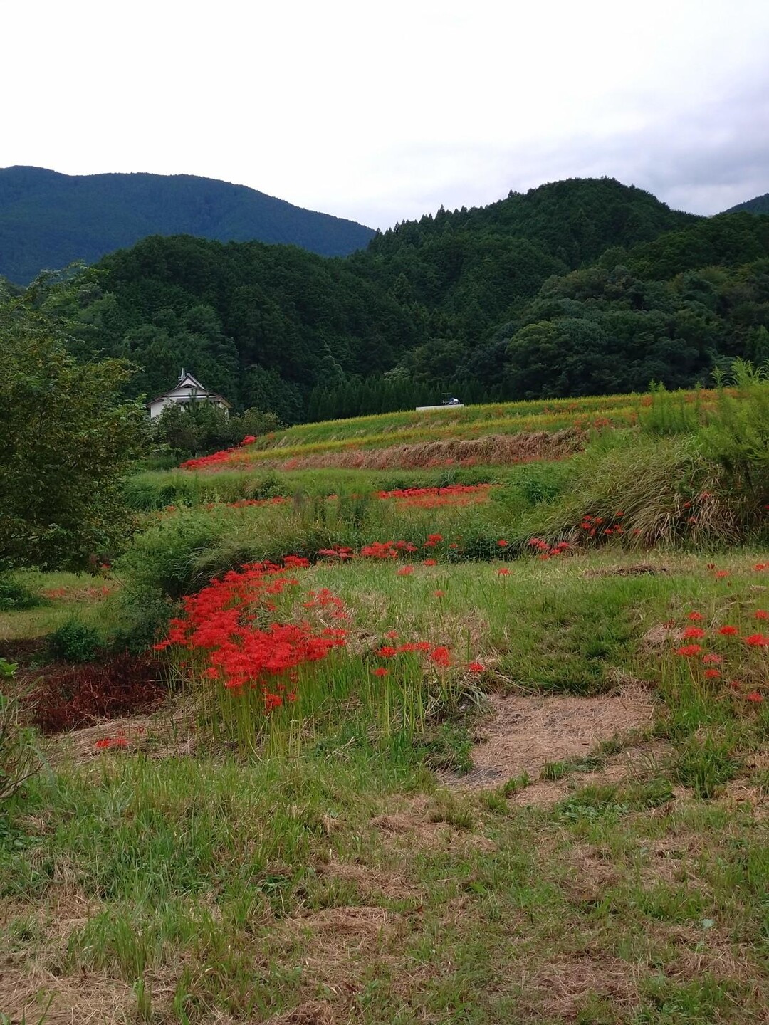 葛城古道-2023-09-23 / kinu235（きぬ）さんの葛城古道の活動データ | YAMAP / ヤマップ